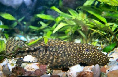 Kostenloses Foto: Scheibenputzer - pixelio.de