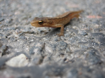 Kostenloses Foto: kleiner Lurch - pixelio.de