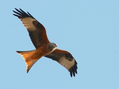 Kostenloses Foto: Roter Milan - pixelio.de