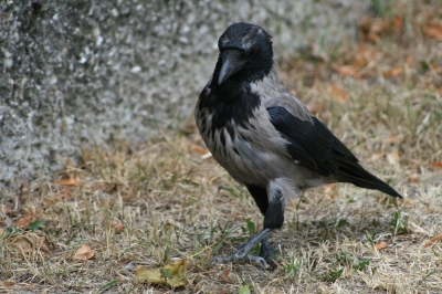 Kostenloses Foto: Der Raabe - pixelio.de