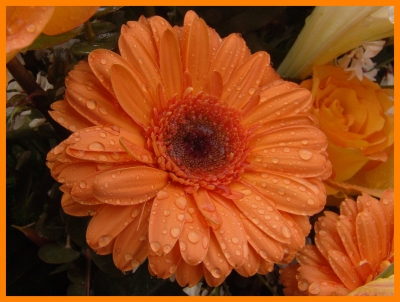 Kostenloses Foto: Gerbera - pixelio.de
