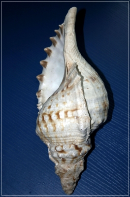 Kostenloses Foto: Muschel 4 - pixelio.de