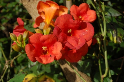 Kostenloses Foto: Blühende Rankpflanze aus unserem Garten - pixelio.de