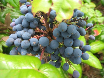 Kostenloses Foto: "Lorbeeren" - pixelio.de