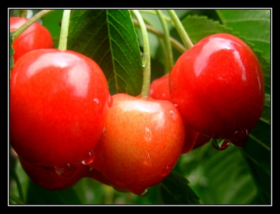 Kostenloses Foto: die Kirschen in Nachbars Garten - pixelio.de