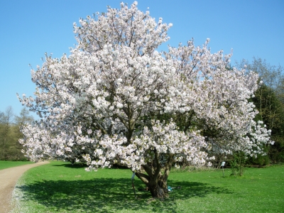 Kostenloses Foto: Blühender Kirschbaum - pixelio.de