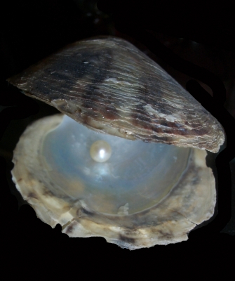 Kostenloses Foto: Muschel mit Perle - pixelio.de