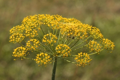 Kostenloses Foto: Wilder Dill - pixelio.de