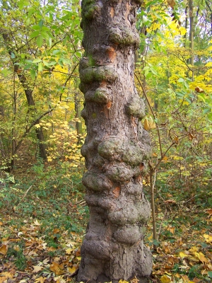 Kostenloses Foto: Beulenpest? - pixelio.de