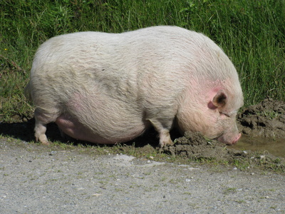 Kostenloses Foto: Fettes Schwein - pixelio.de