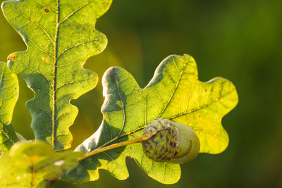 eichen- blatt eichen- blatt