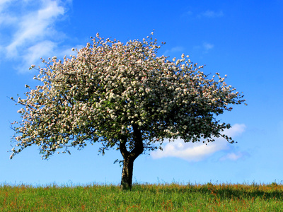 Kostenloses Foto: BLÜTEN AM ALTEN APFELBAUM - pixelio.de