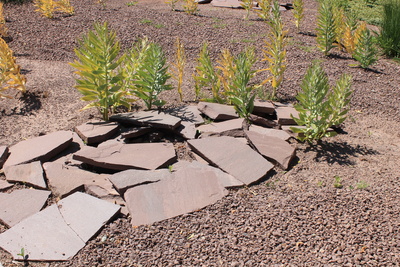 Kostenloses Foto: auf kargen Boden - pixelio.de