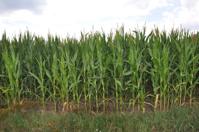 Kostenloses Foto: Maisfeld - pixelio.de