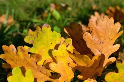 Kostenloses Foto: Eichenlaub - pixelio.de