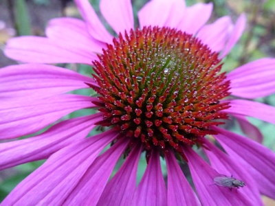 Kostenloses Foto: Sicht einer Biene von oben auf Nektar - pixelio.de