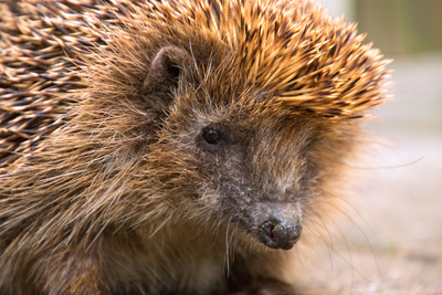 Kostenloses Foto: Igel - pixelio.de