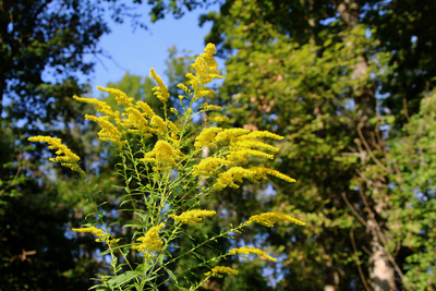 Kostenloses Foto: Stolzer Heinrich - pixelio.de