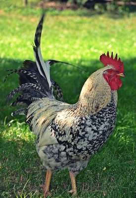 Kostenloses Foto: Hahn - pixelio.de