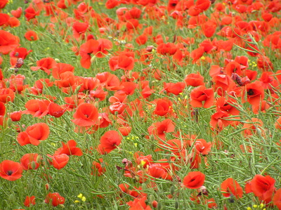 Kostenloses Foto: Mohnblumenfeld - pixelio.de