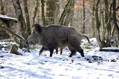 Kostenloses Foto: Keiler - pixelio.de