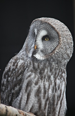 Kostenloses Foto: Huch - pixelio.de