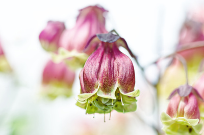 Kostenloses Foto: Kalanchoe Miniata III - pixelio.de