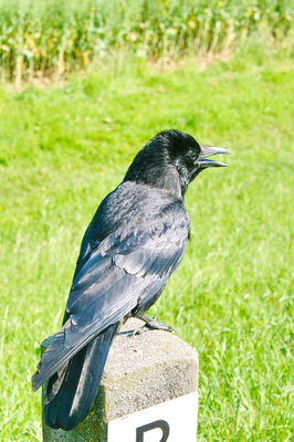 Kostenloses Foto: Rabe - pixelio.de