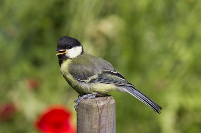 Kostenloses Foto: junge Meise - pixelio.de