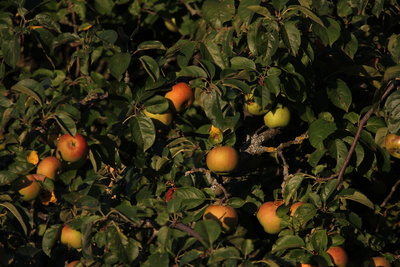 Kostenloses Foto: Apfelbaum - pixelio.de