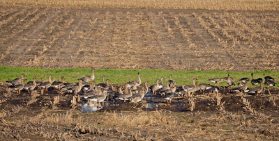 Kostenloses Foto: wildgänse bei der rast - pixelio.de