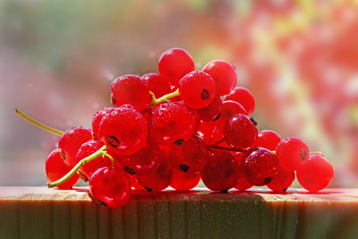 Kostenloses Foto: Leuchtend rot - pixelio.de