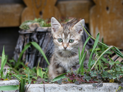 Kostenloses Foto: Neugier - pixelio.de